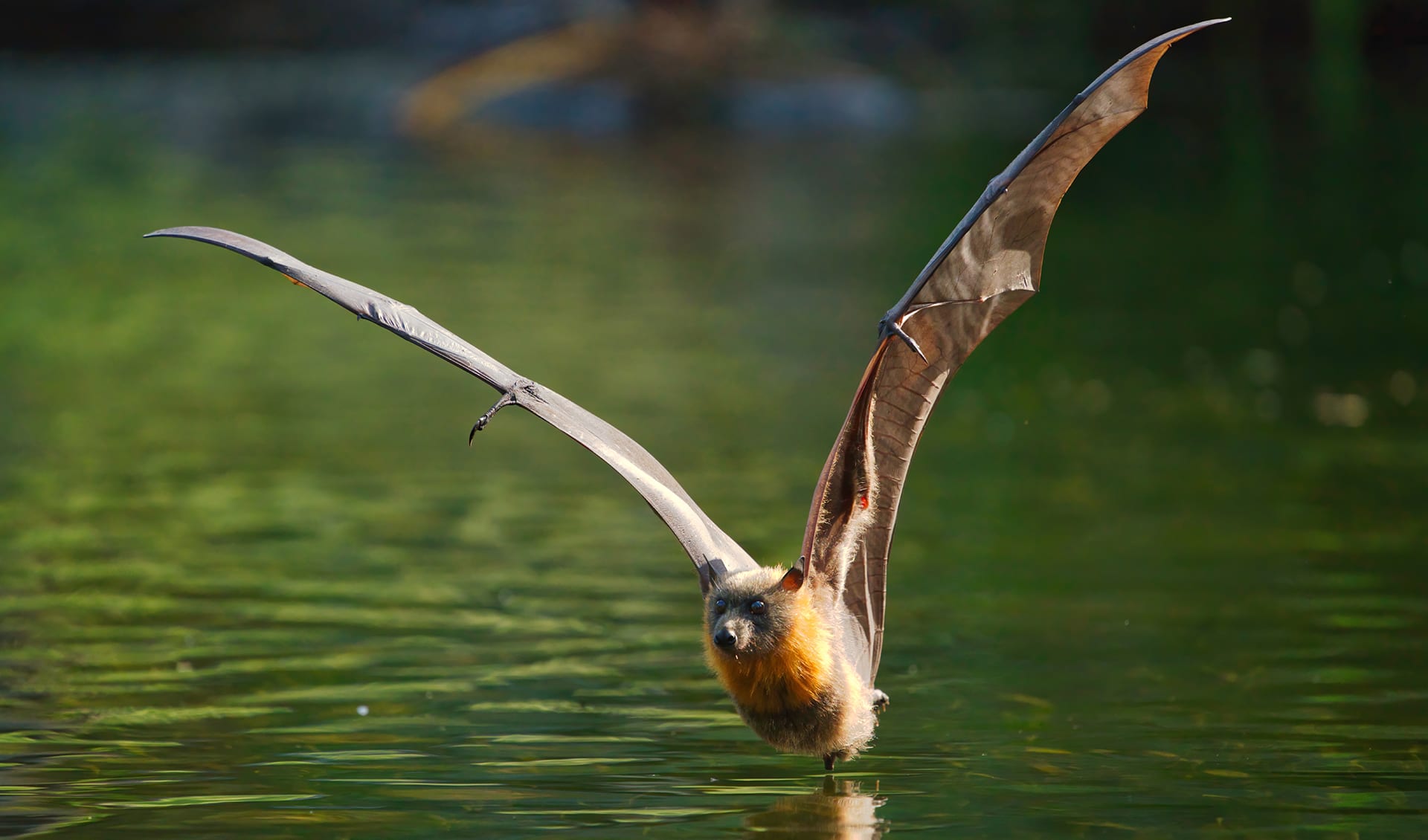 Pteropus - Flying foxes: facts, distribution & population | BioDB