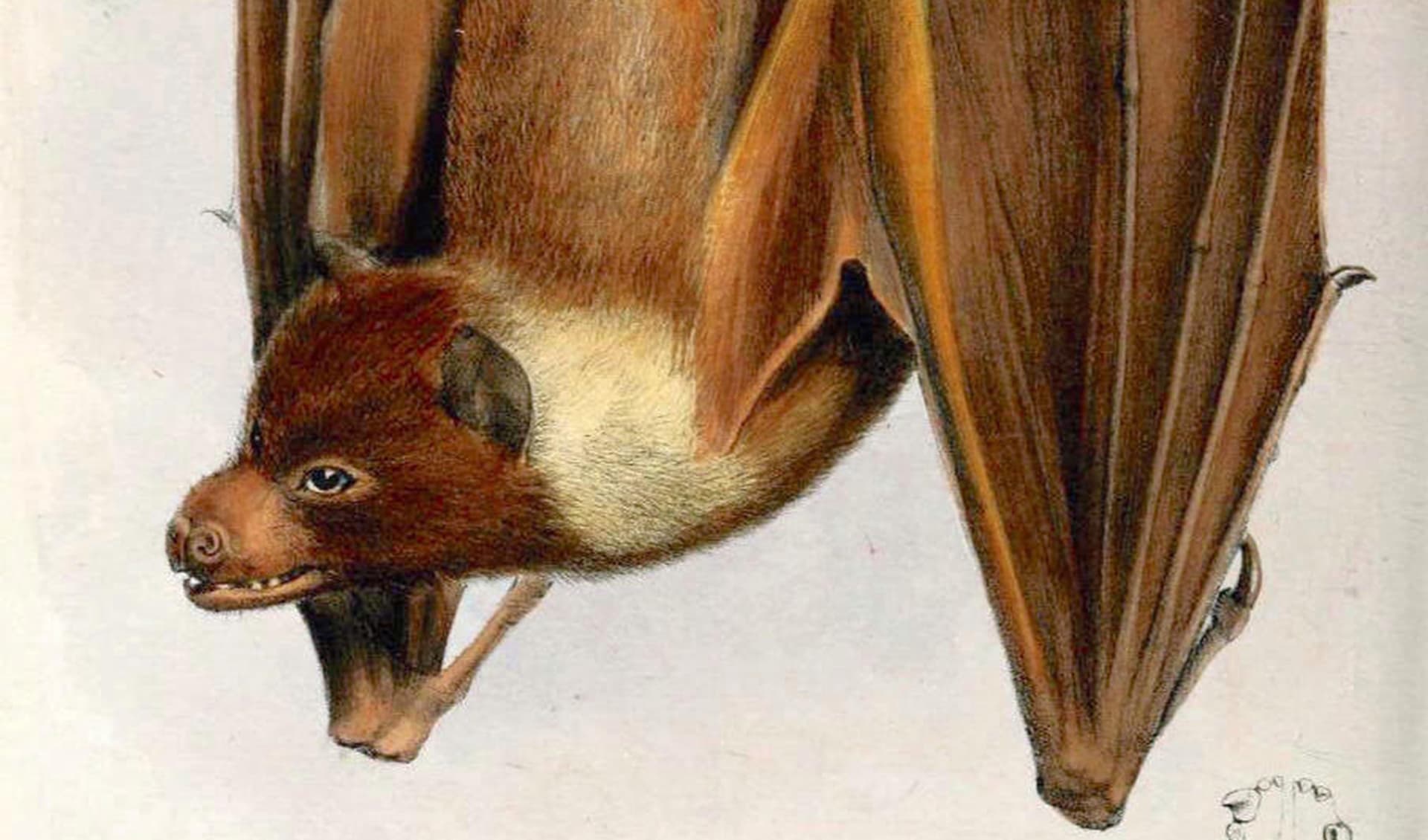 Pteropus - Flying foxes: facts, distribution & population | BioDB