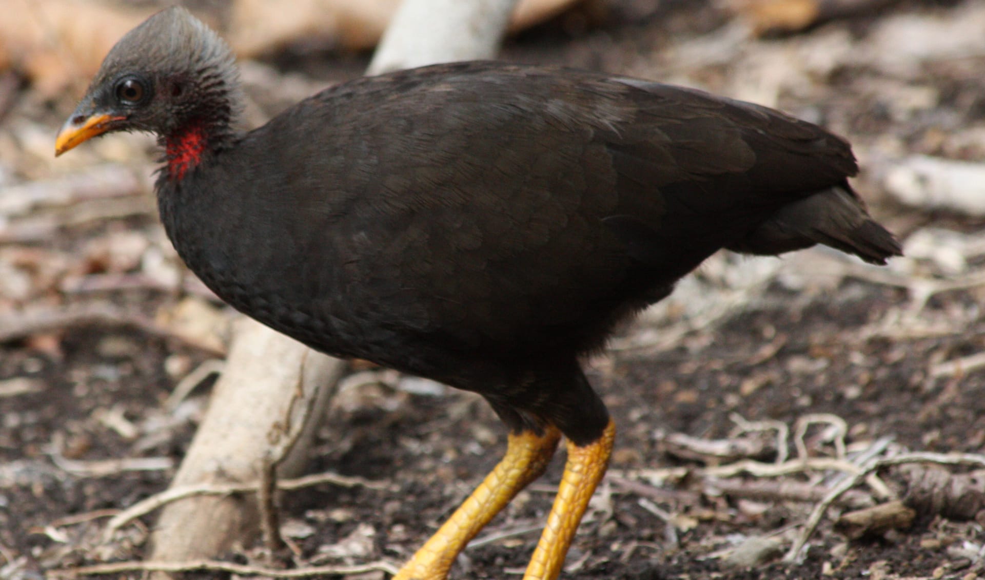 Megapodius - Scrubfowl: facts, distribution & population | BioDB