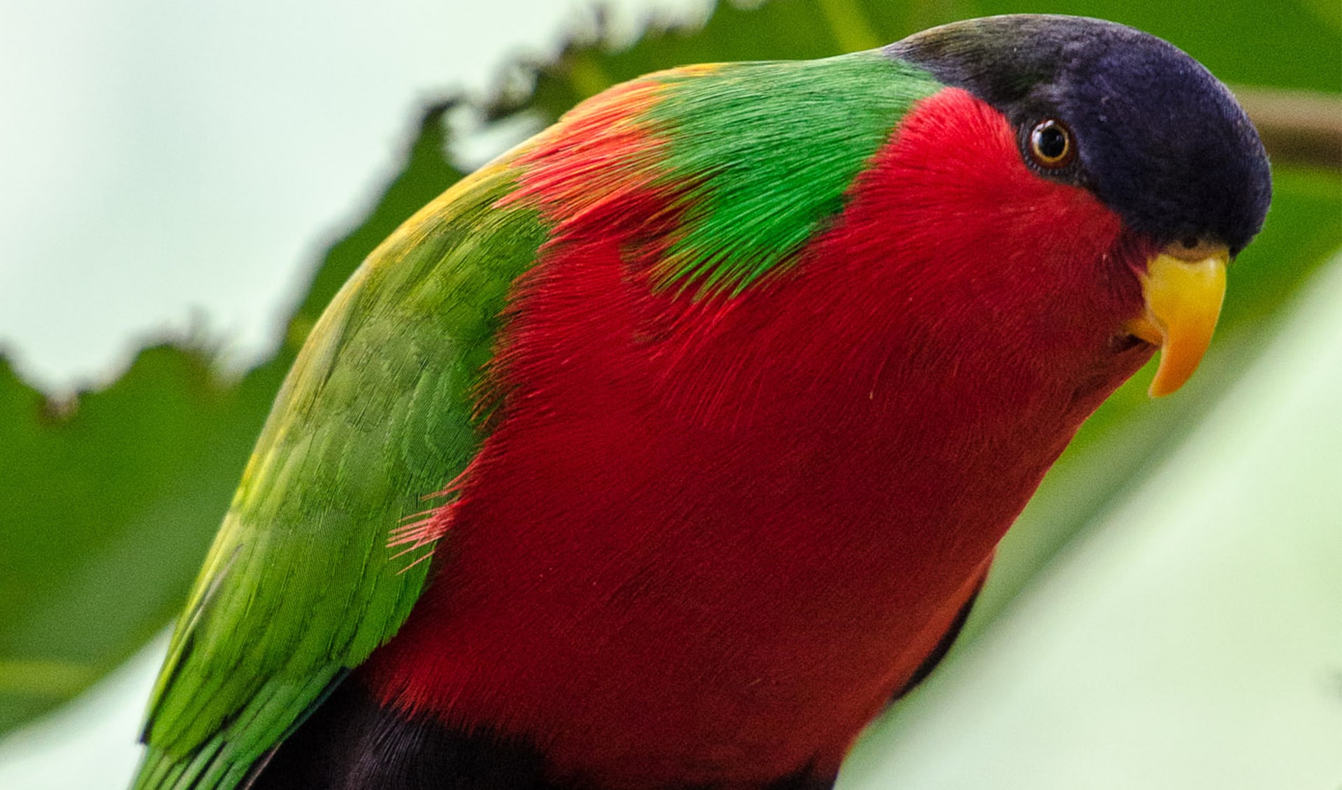 Psittaculidae – Old world parrots: facts, distribution & population | BioDB