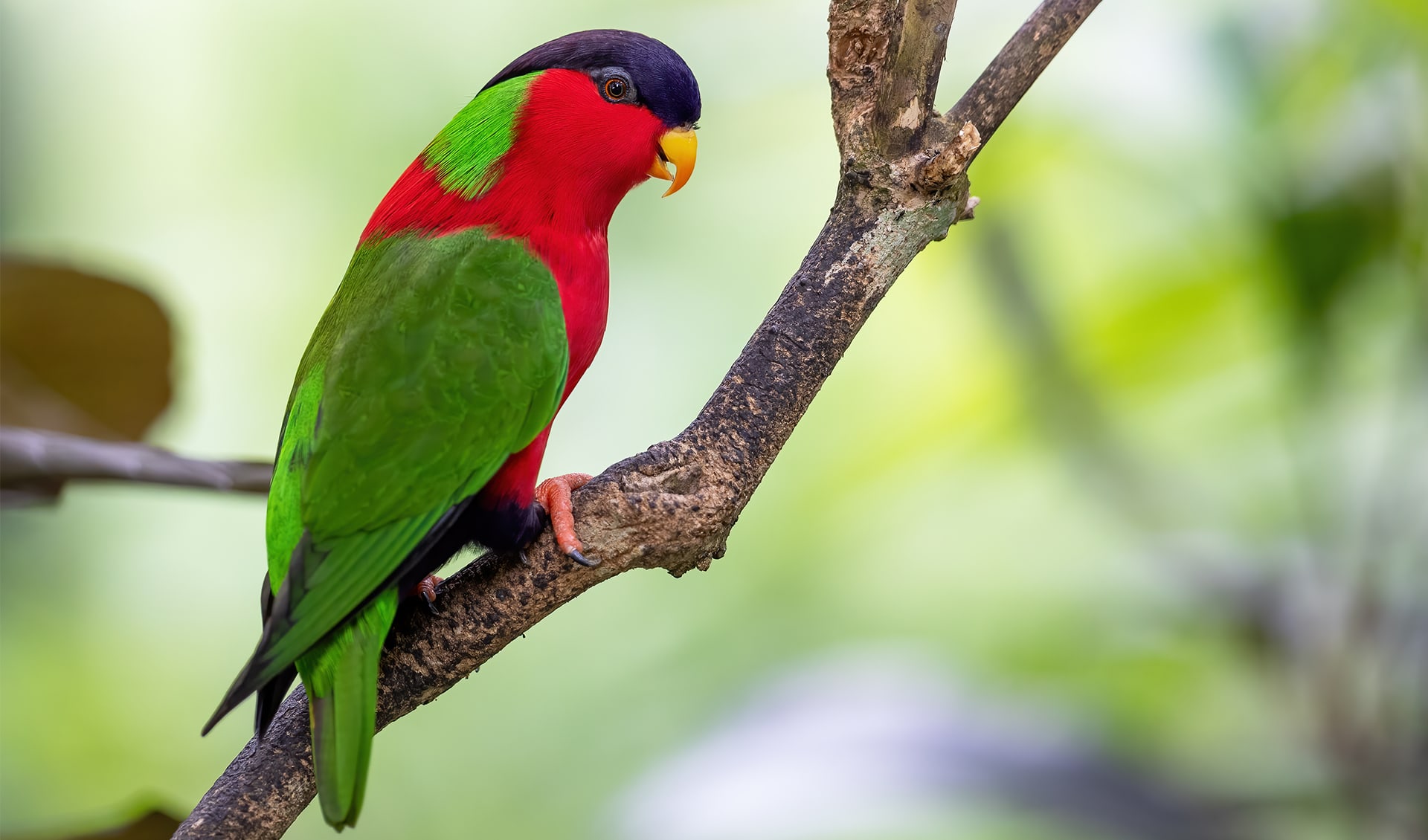 Collared lory facts, distribution & population | BioDB