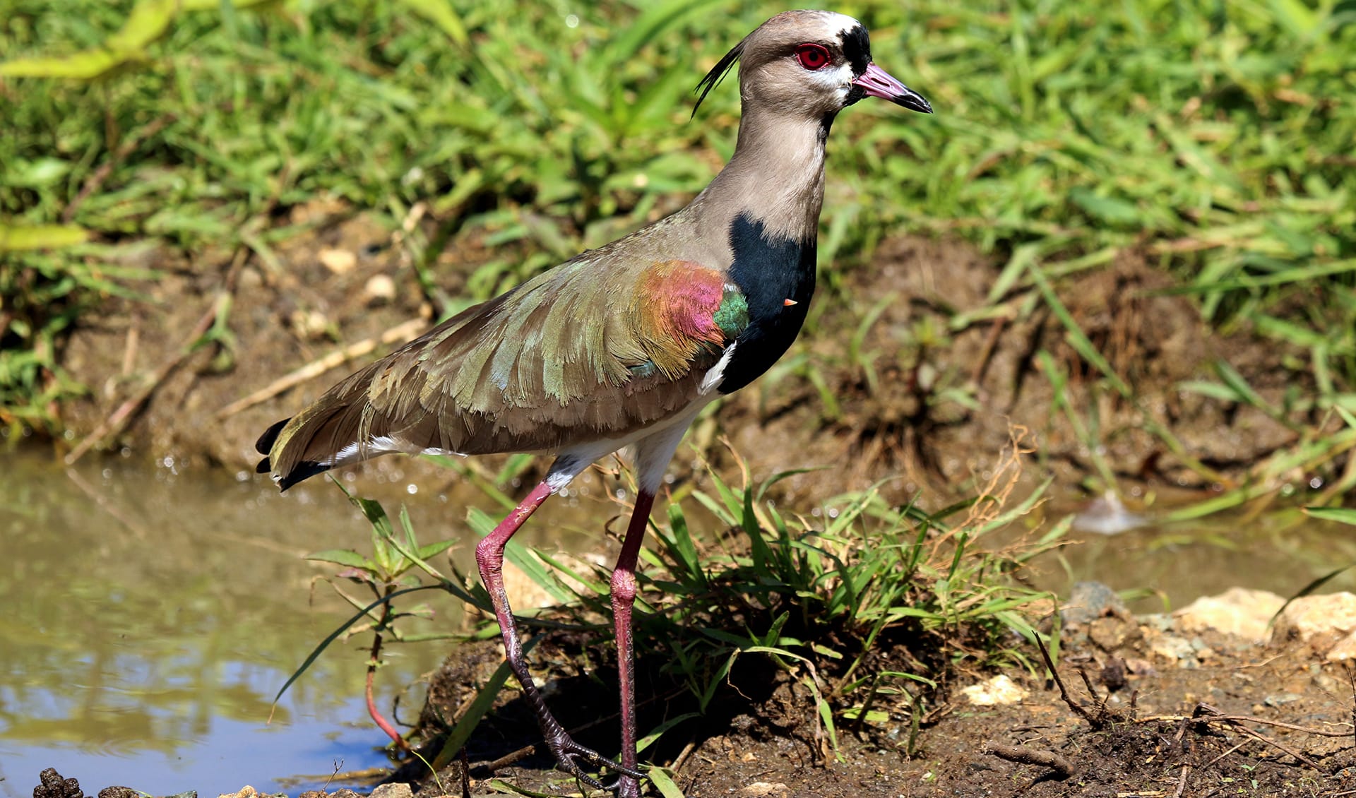 Southern lapwing facts, distribution & population | BioDB