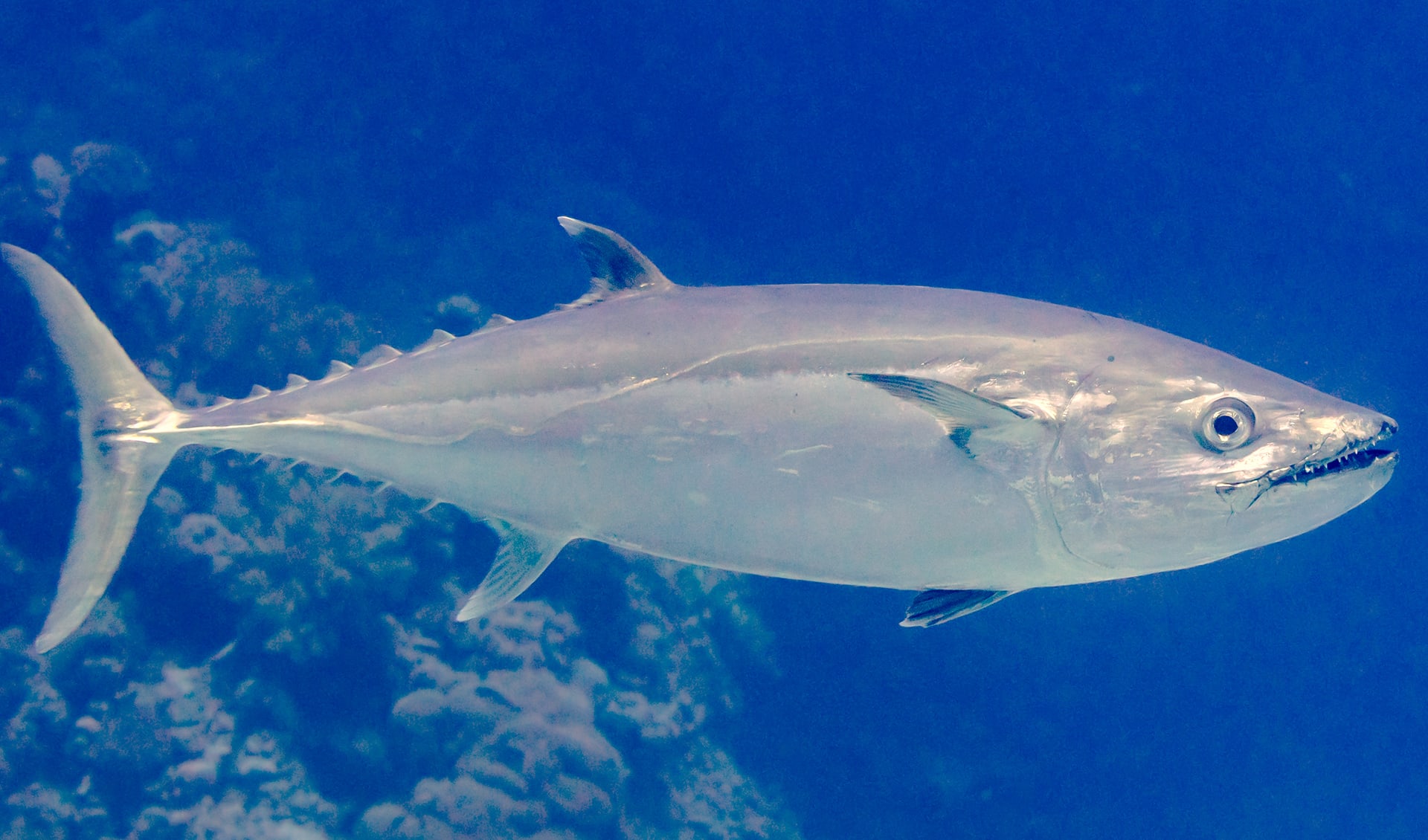 Scombridae - Mackerel, tuna, & bonito: facts, distribution & population ...