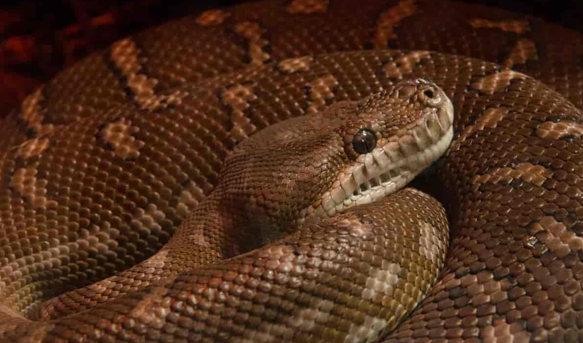 Pythonidae – Pythons: facts, distribution & population | BioDB