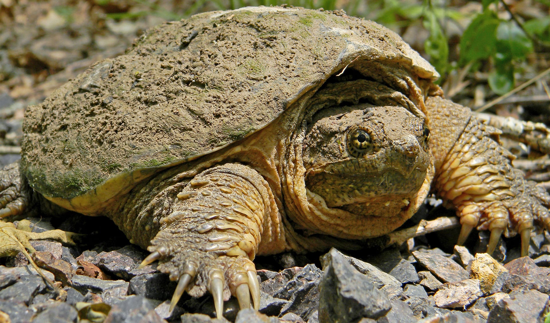 Common snapping turtle facts, distribution & population | BioDB