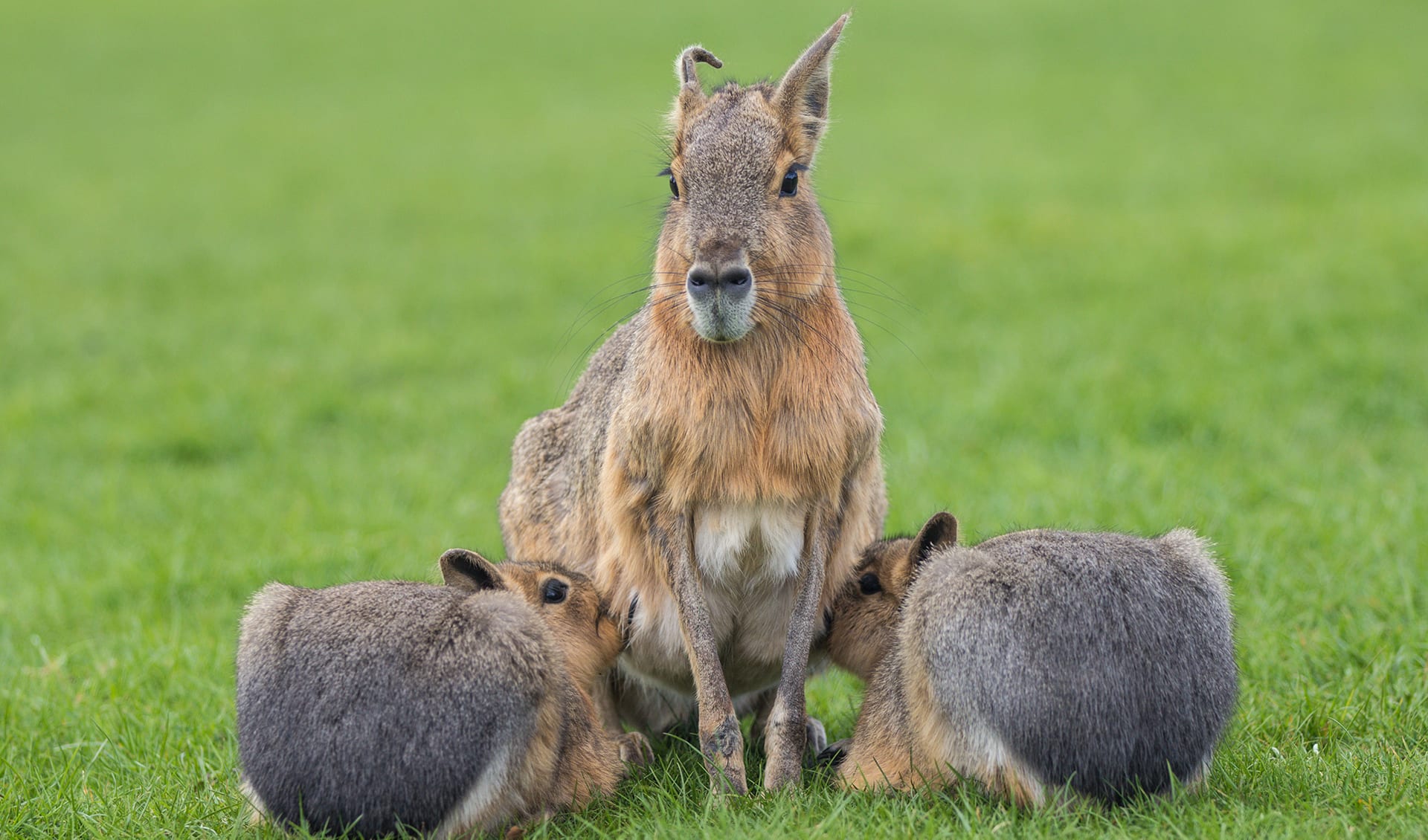 Patagonian mara facts, distribution & population | BioDB