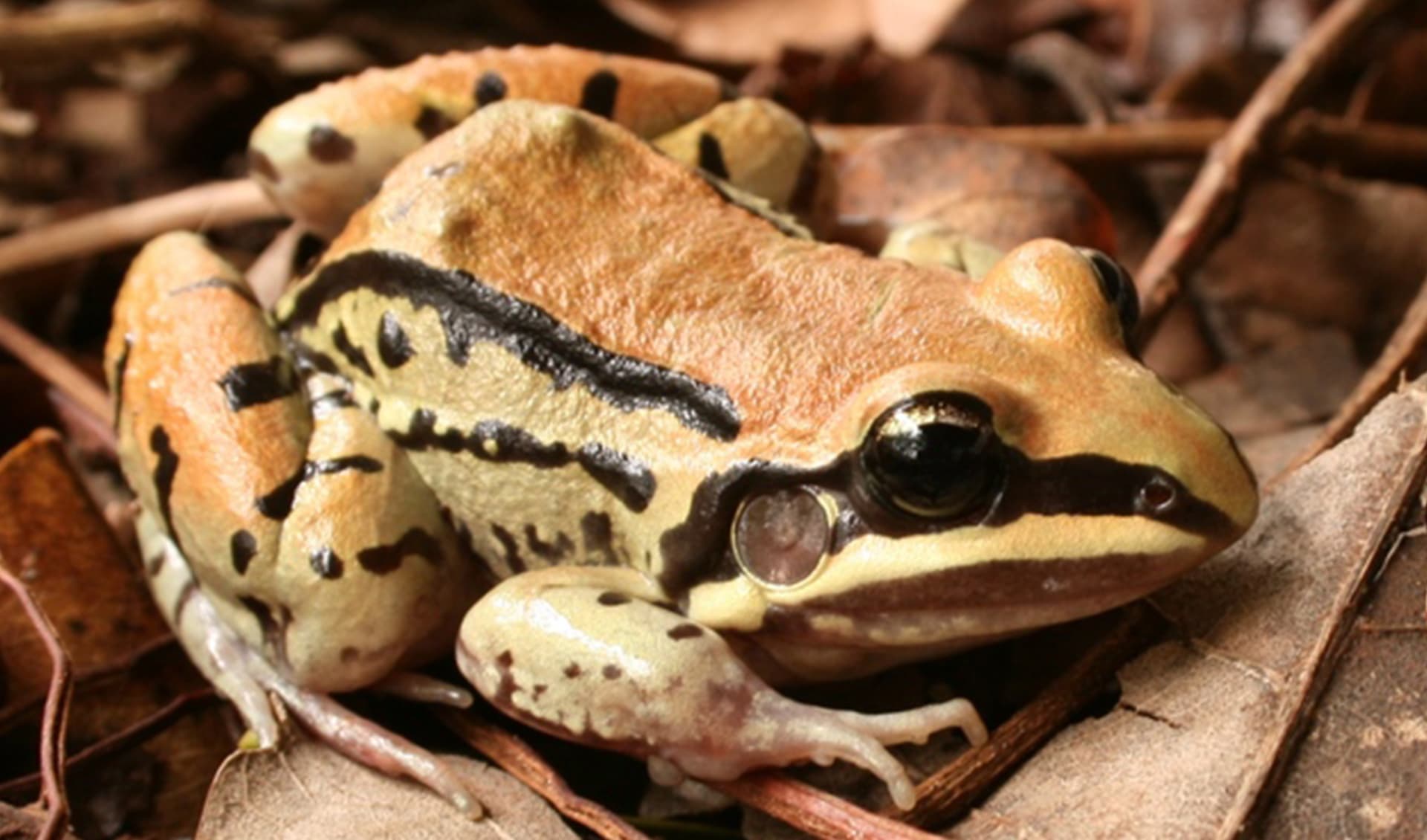 Leptodactylus - Ditch frogs: facts, distribution & population | BioDB