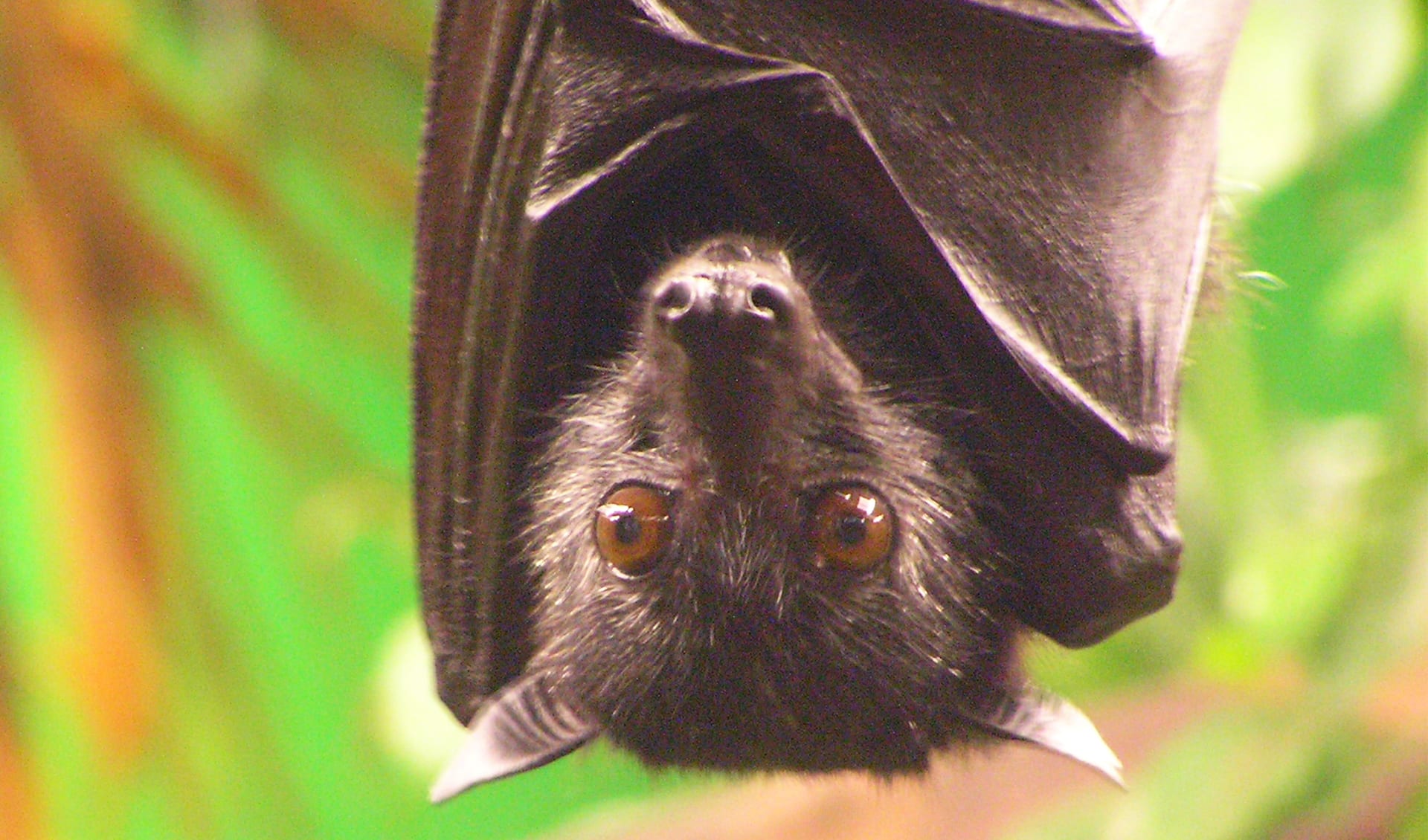 Pteropus - Flying foxes: facts, distribution & population | BioDB