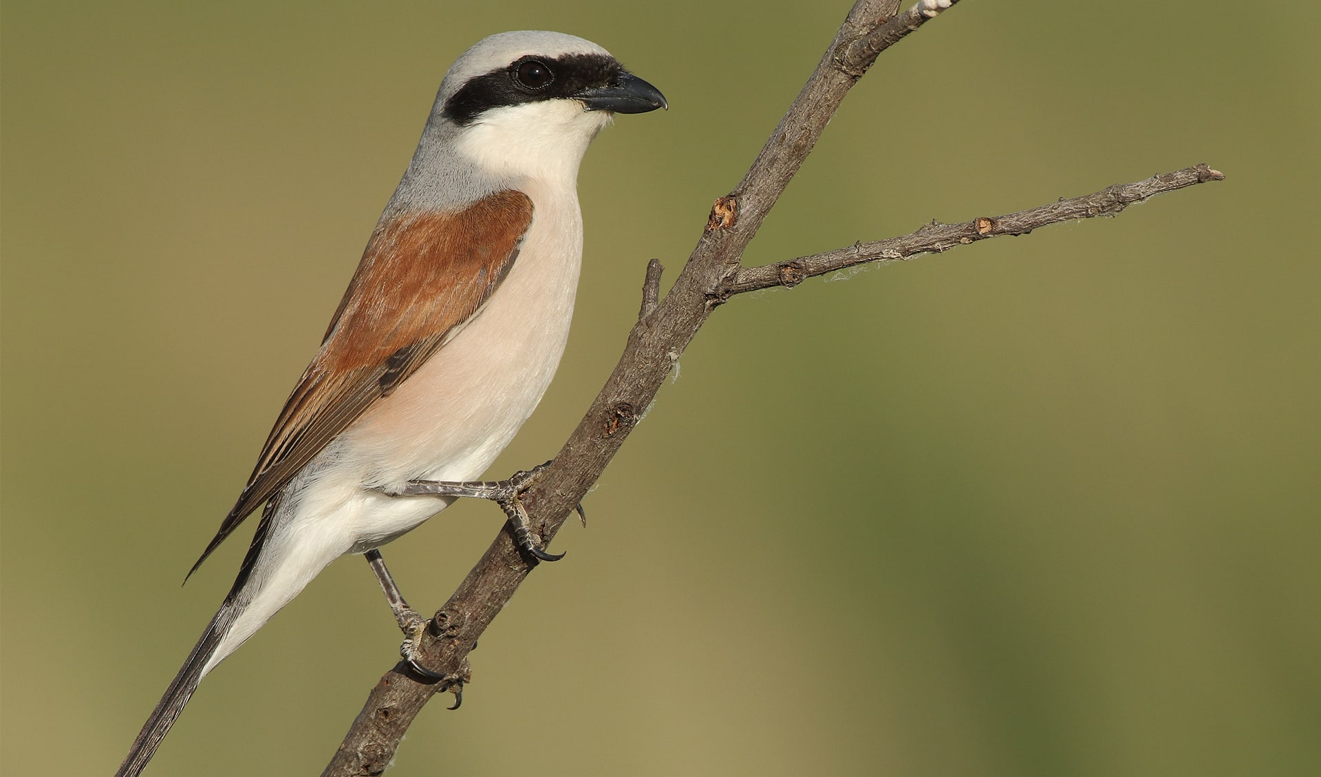 Laniidae - Shrikes: facts, distribution & population | BioDB