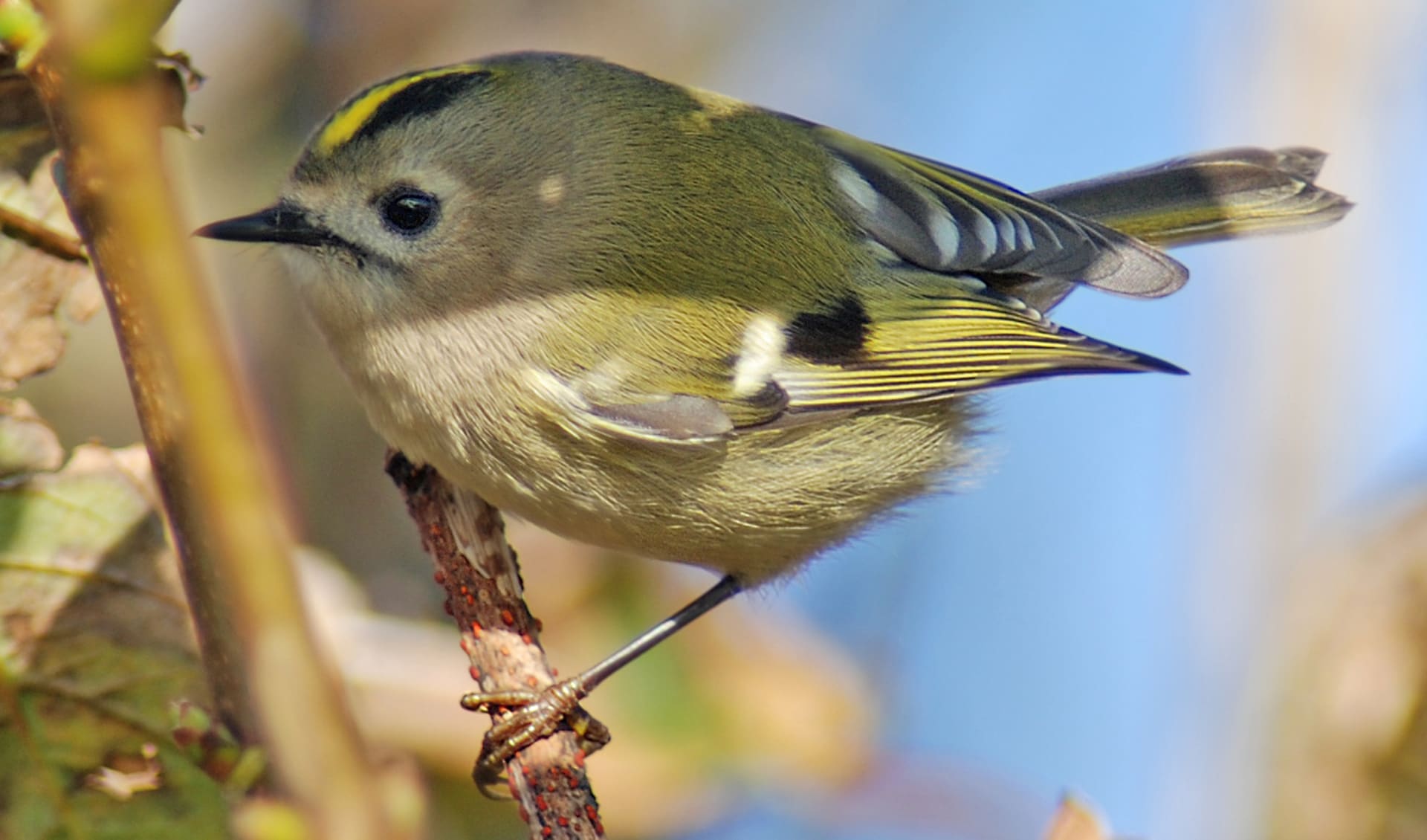 Goldcrest facts, distribution & population | BioDB