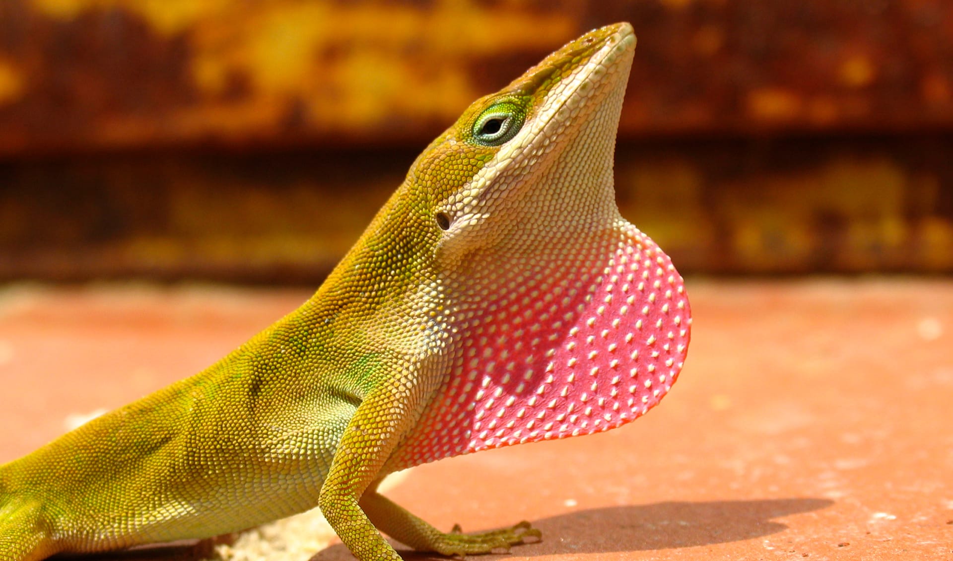 Anolidae - Anoles: facts, distribution & population | BioDB