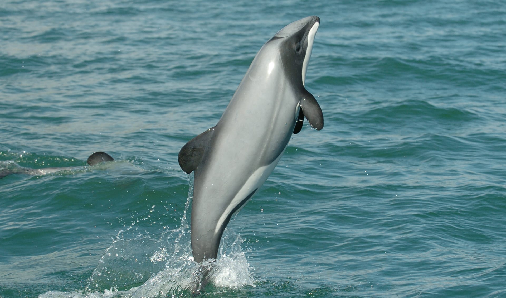 Hector's dolphin facts, distribution & population | BioDB