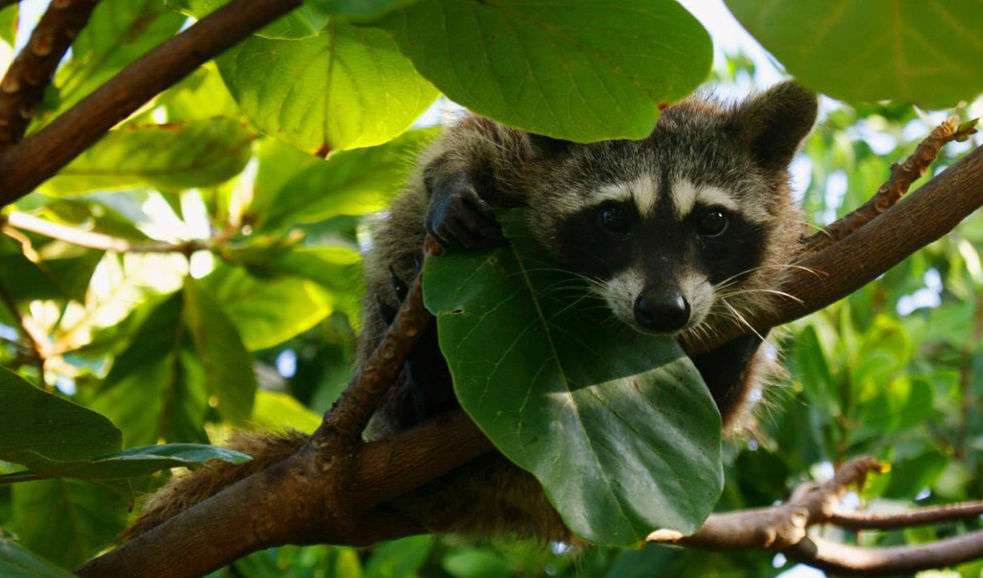 Cozumel raccoon facts, distribution & population | BioDB