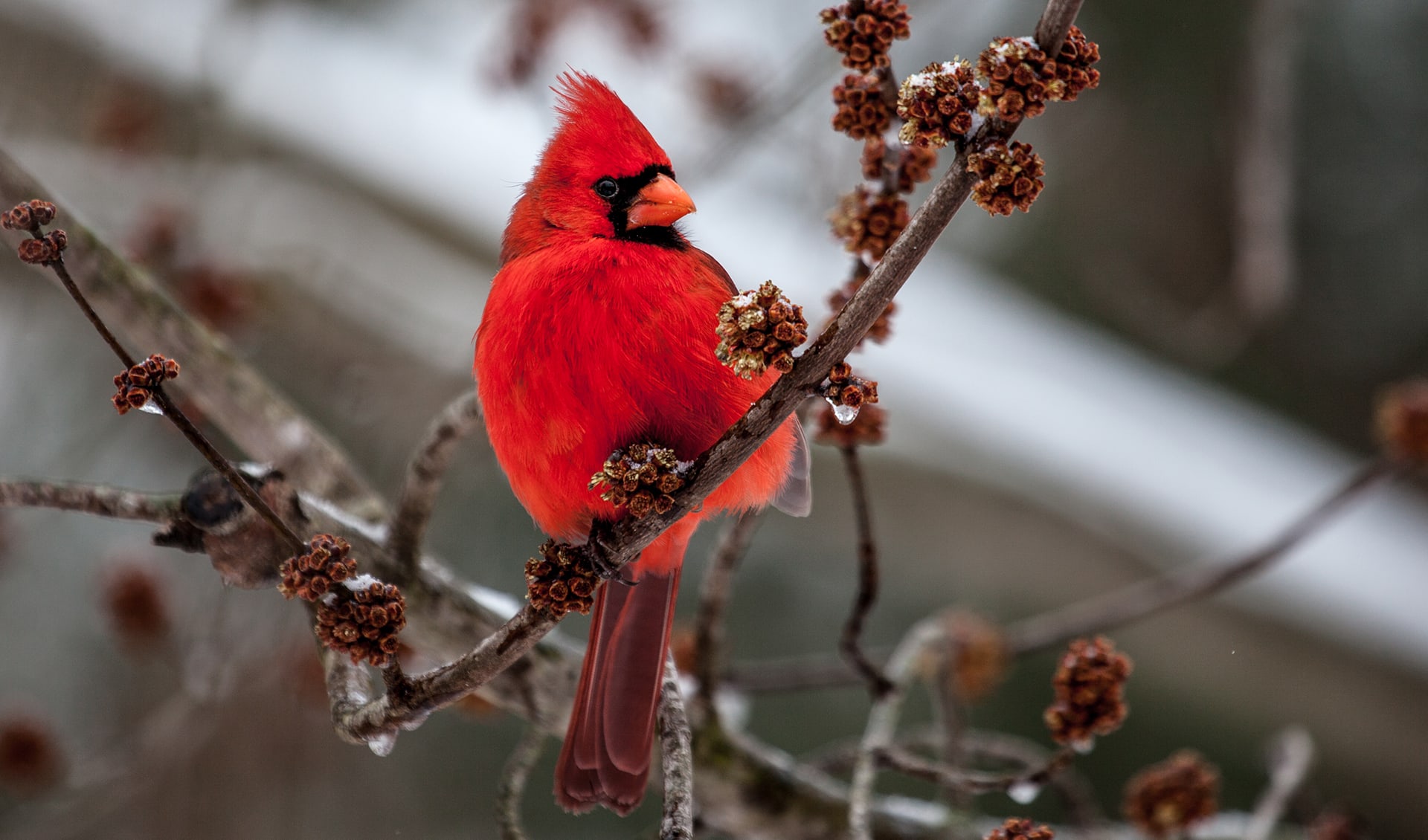 Northern cardinal facts, distribution & population | BioDB