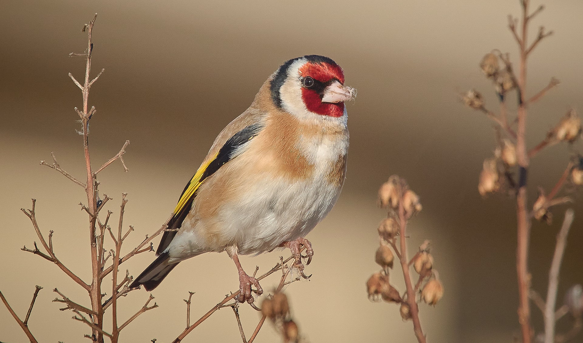 European goldfinch facts, distribution & population | BioDB