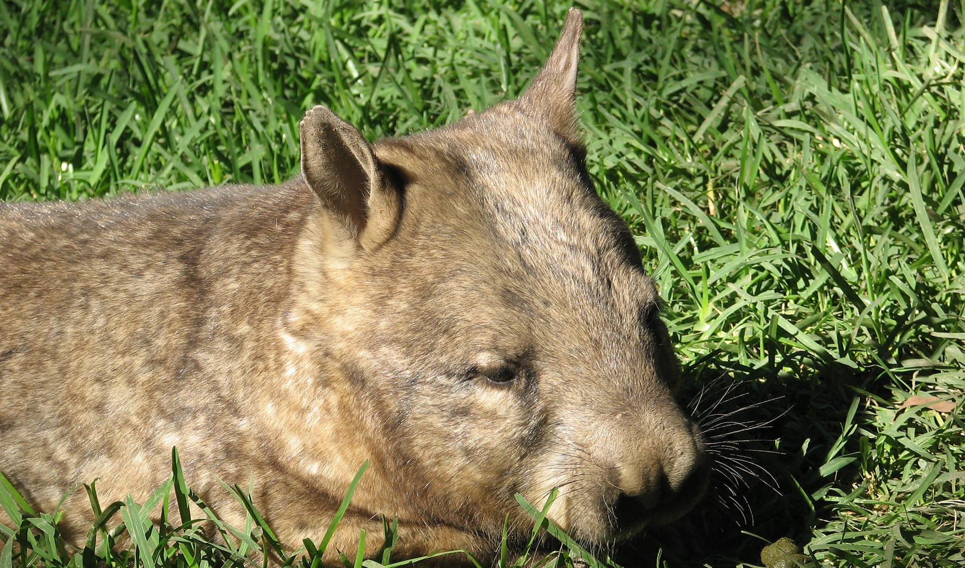 Northern hairy-nosed wombat facts, distribution & population | BioDB