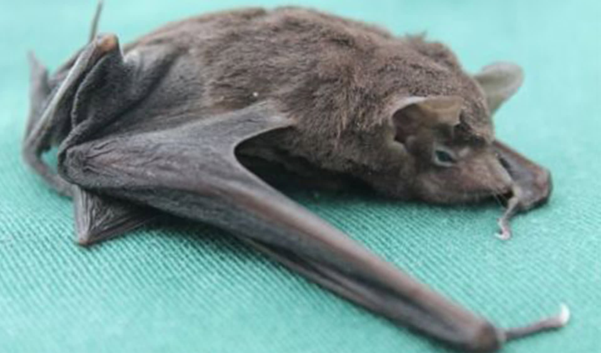 Seychelles sheath-tailed bat facts, distribution & population | BioDB