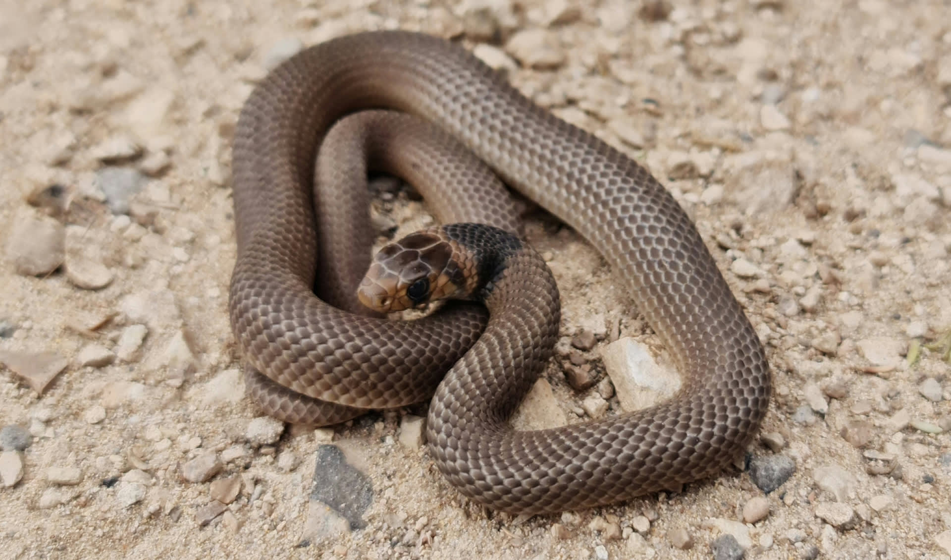 Elapidae – Elapids: facts, distribution & population | BioDB