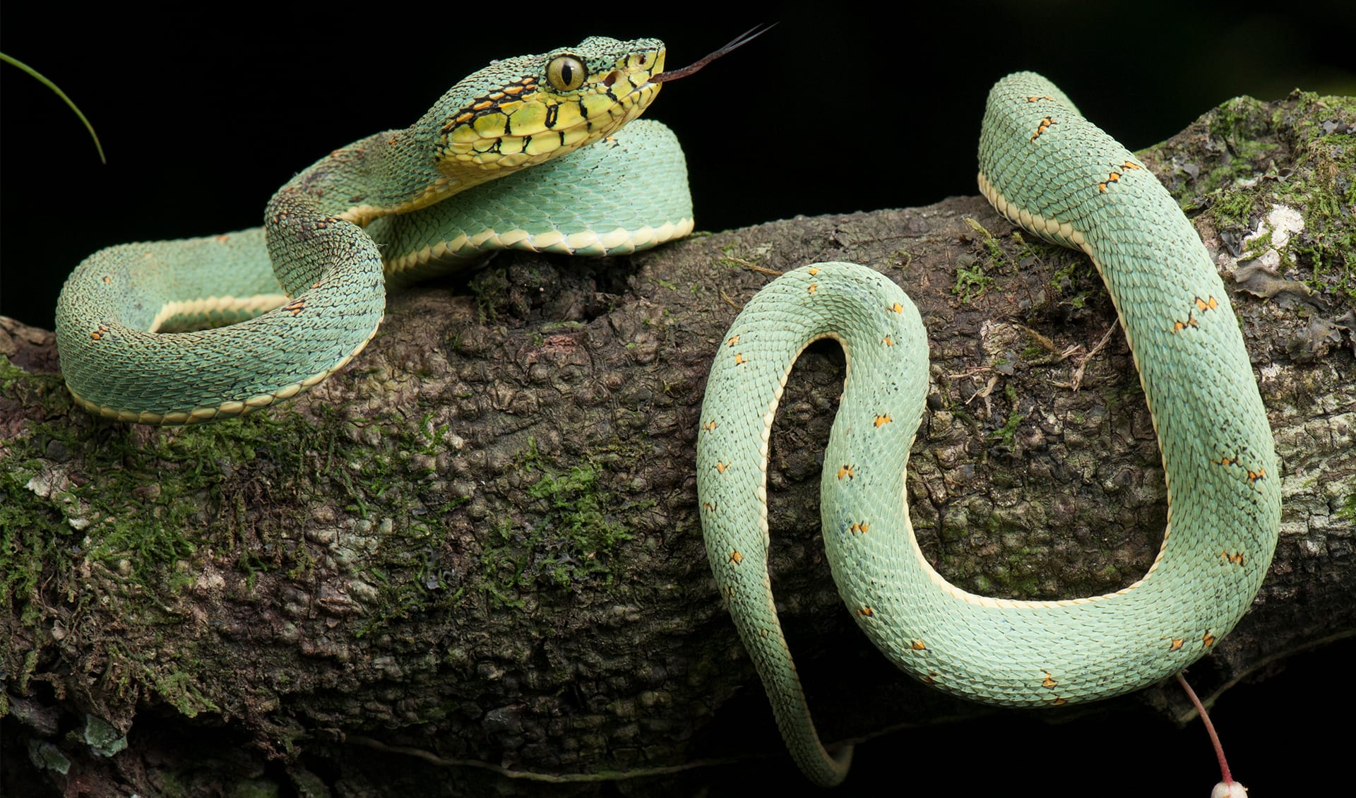 Viperidae – Vipers: facts, distribution & population | BioDB