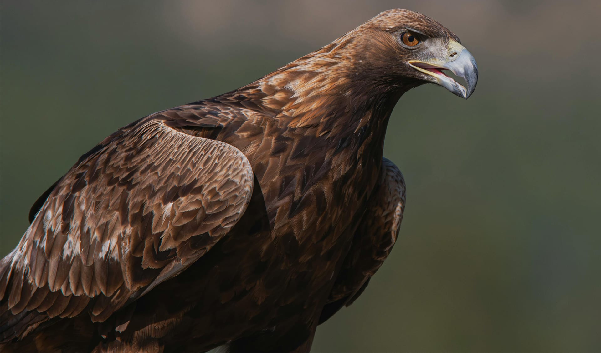 Libya Biodiversity and Nature Conservation | BioDB