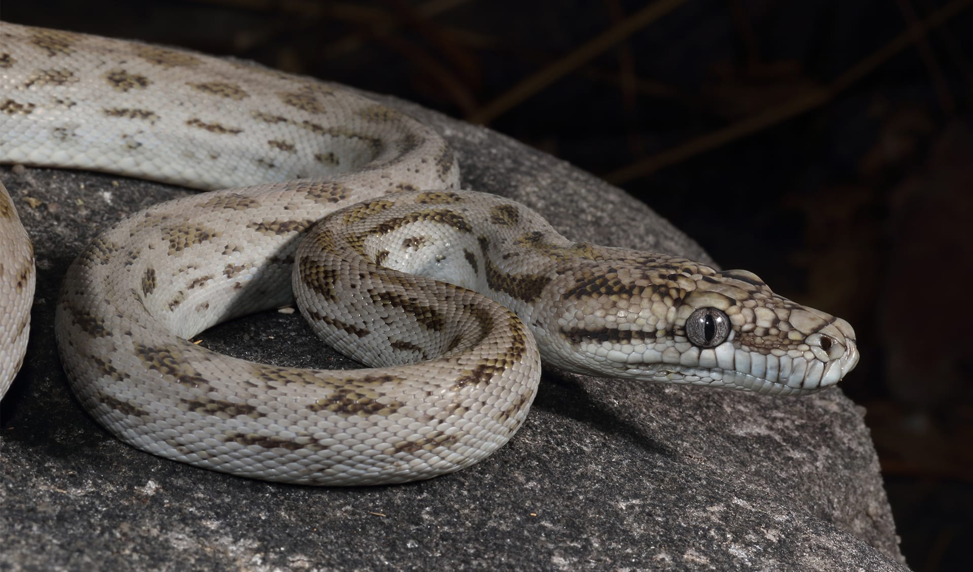 Pythonidae – Pythons: facts, distribution & population | BioDB