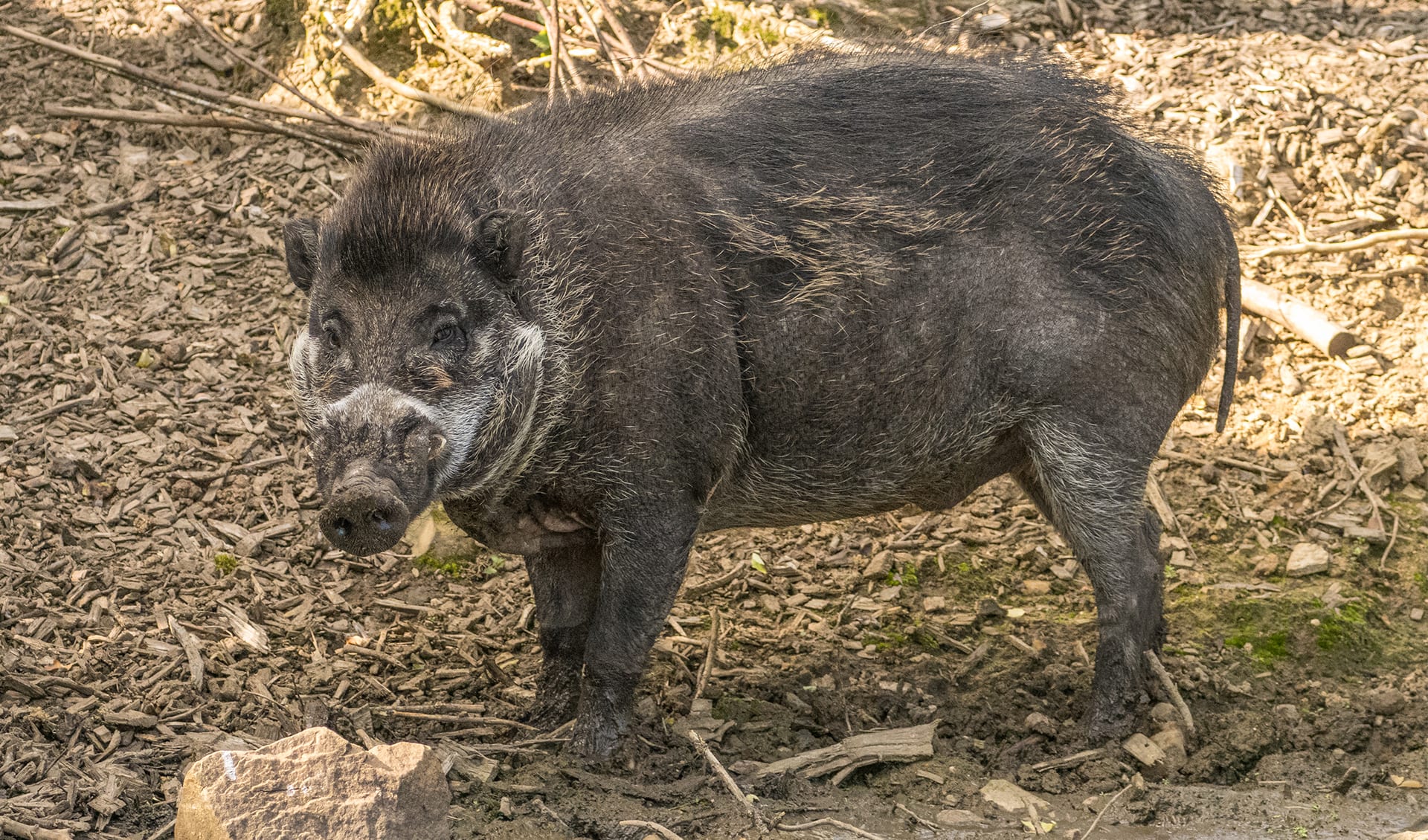 Visayan warty pig facts, distribution & population | BioDB