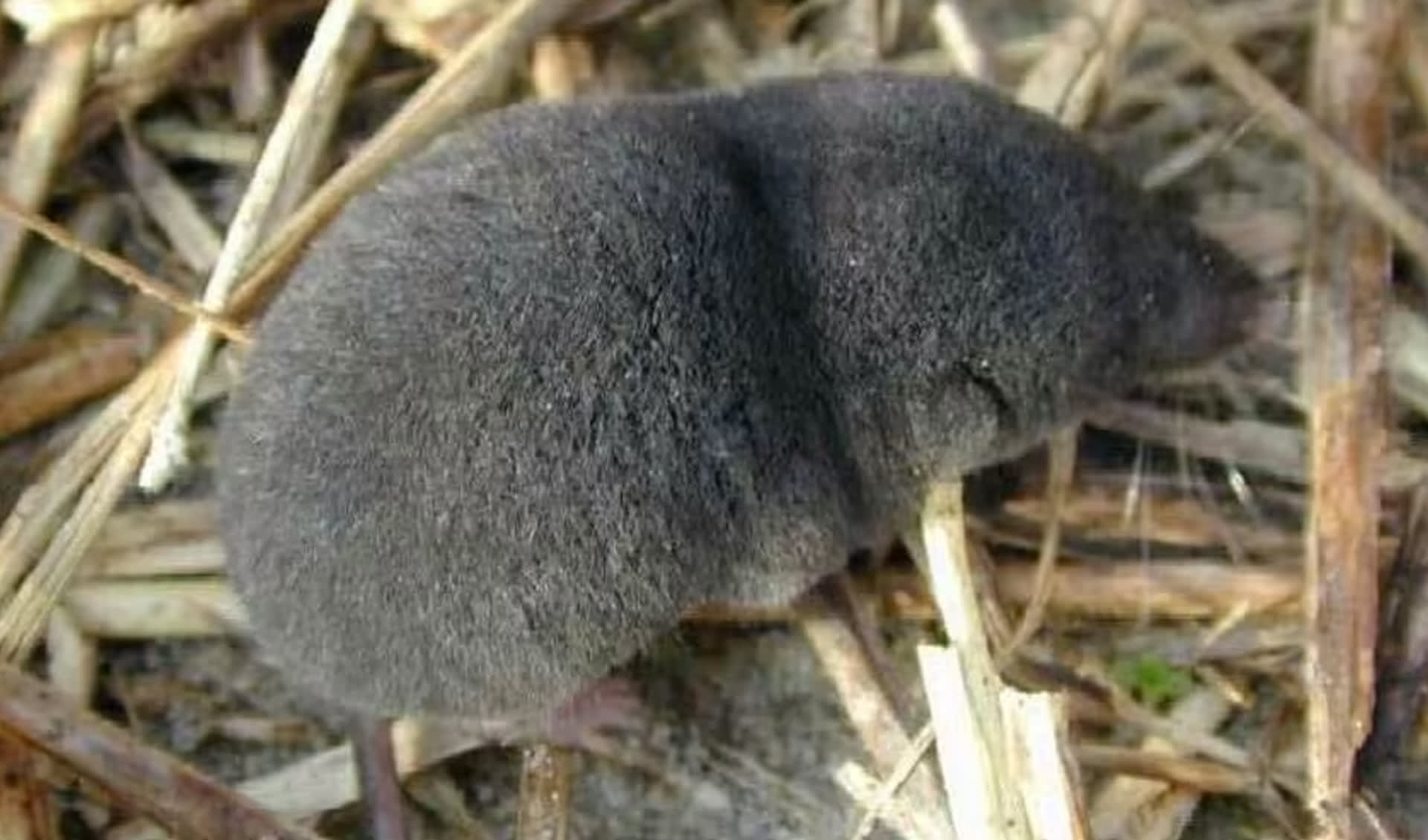 Soricidae - Shrews: facts, distribution & population | BioDB