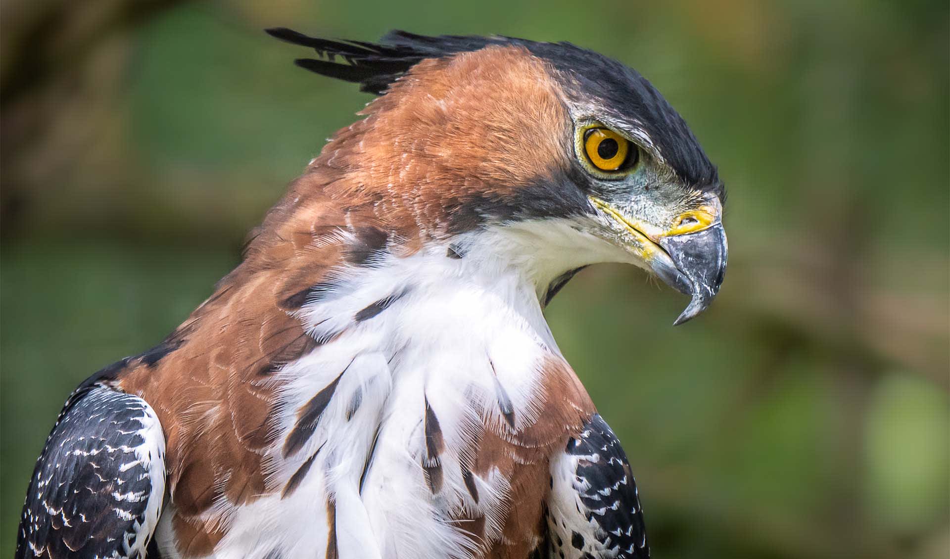 Accipitridae: facts, distribution & population | BioDB