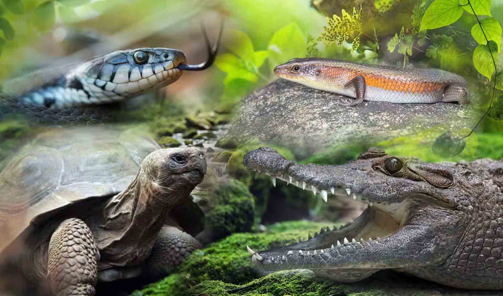 examples of reptiles