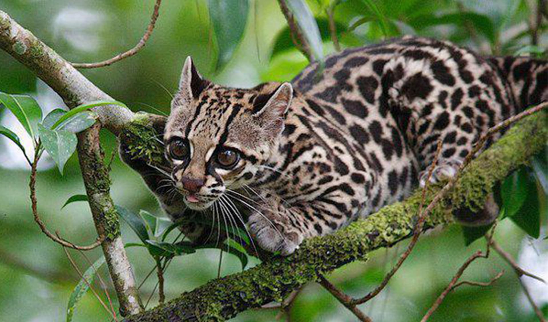 Southern tiger cat facts, distribution & population | BioDB