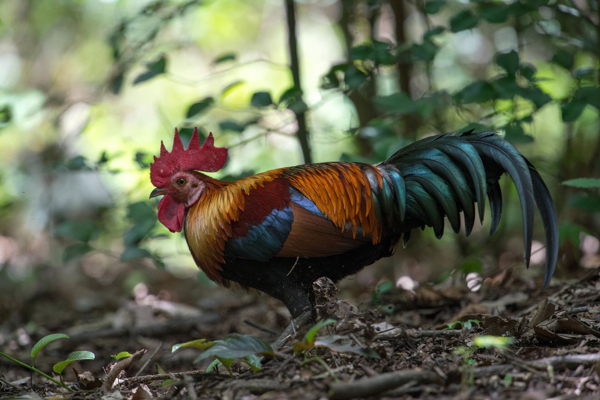 Red junglefowl facts, distribution & population | BioDB