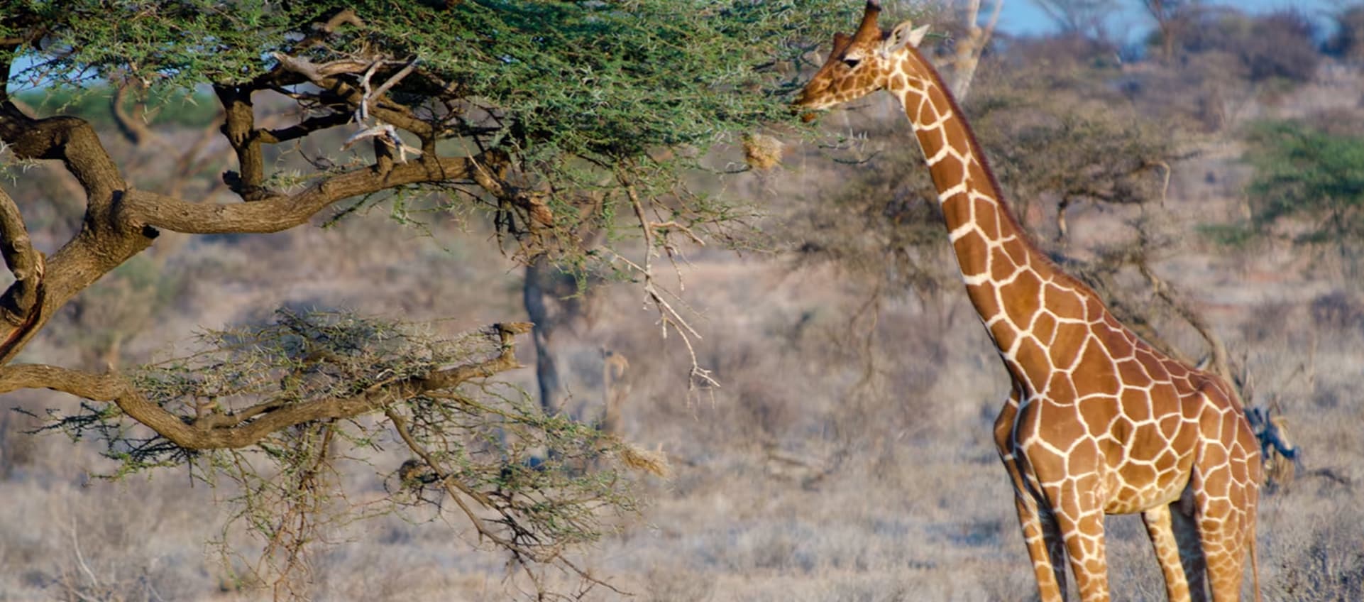 Somalia Biodiversity and Nature Conservation | BioDB