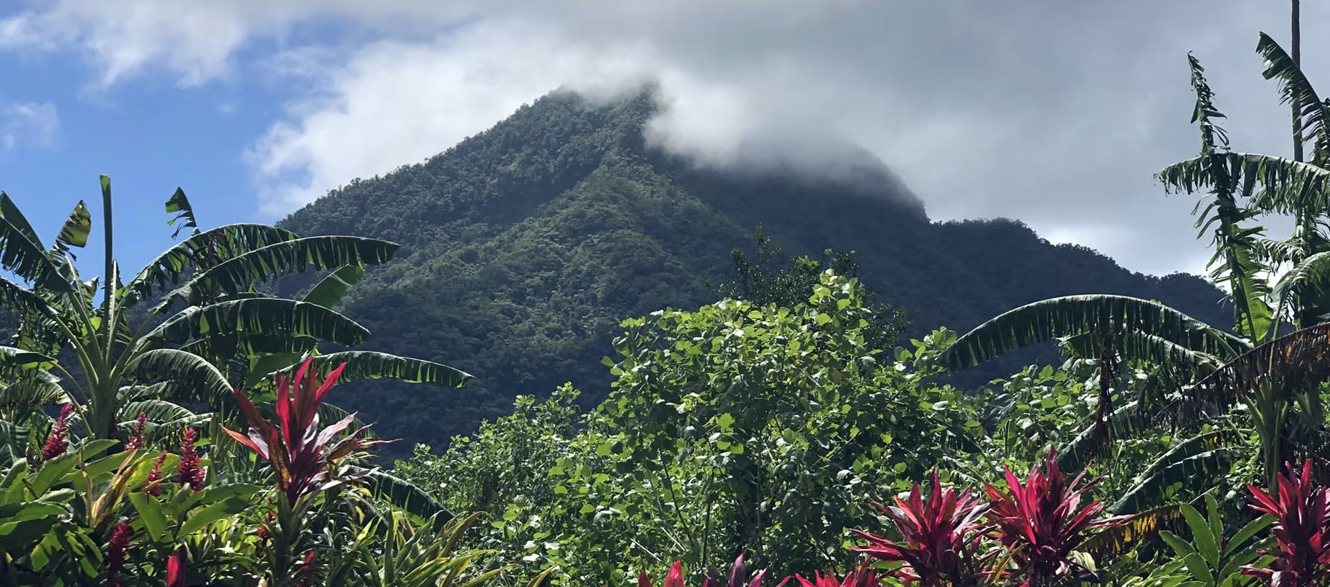 Samoa Biodiversity and Nature Conservation | BioDB