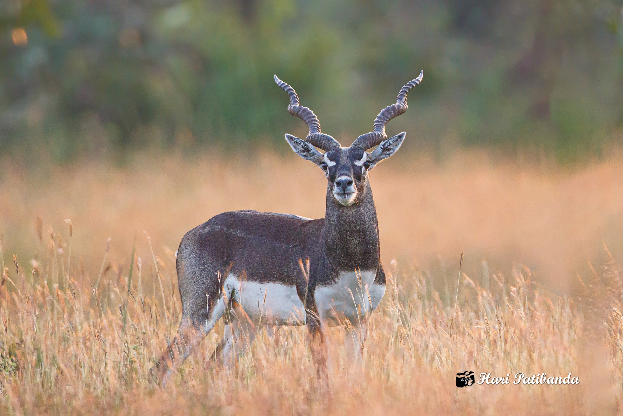 Blackbuck facts, distribution & population | BioDB