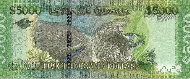 Hoatzin facts, distribution & population | BioDB