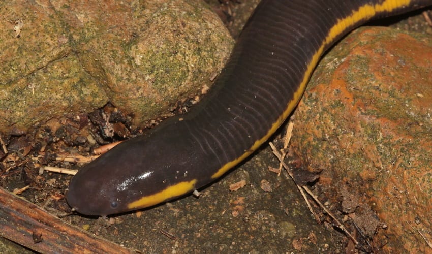 Ichthyophiidae – Fish caecilians: facts, distribution & population | BioDB