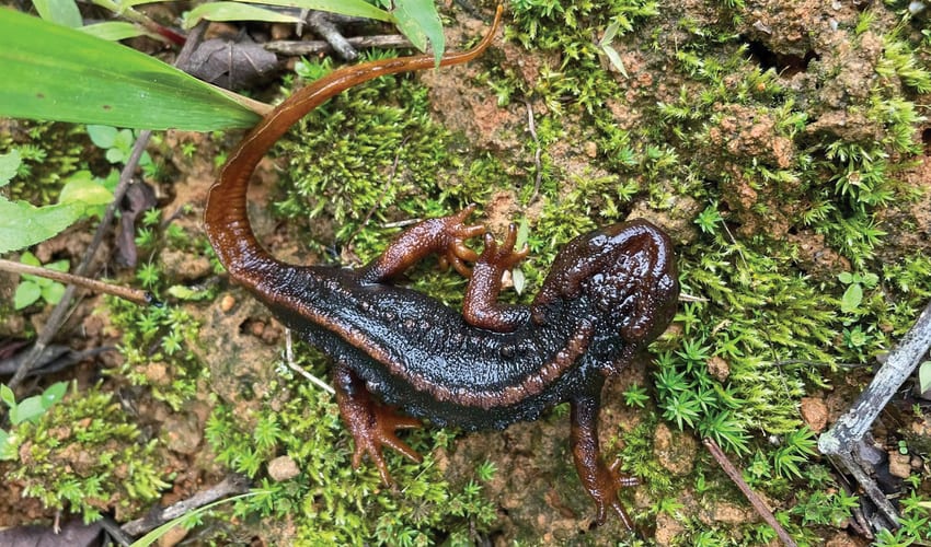Tylototriton – Crocodile newts: facts, distribution & population | BioDB