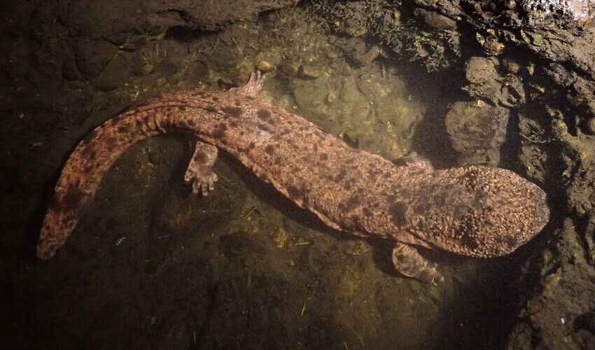 Cryptobranchidae – Giant salamanders: facts, distribution & population ...