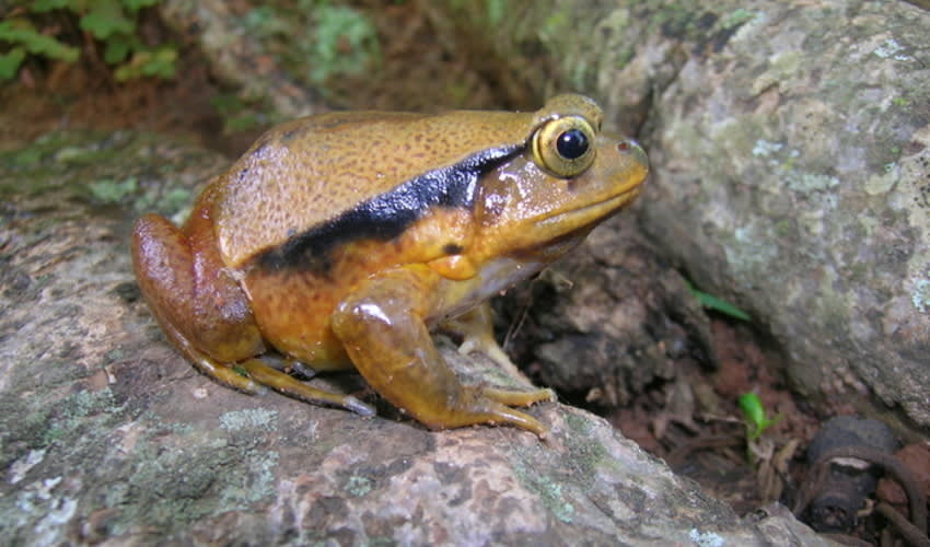 Dyscophus - Tomato frogs: facts, distribution & population | BioDB