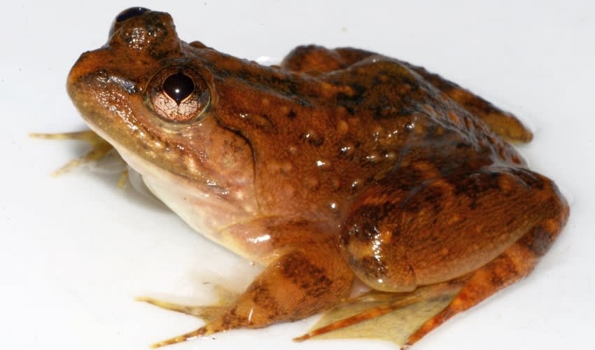 Conraua - Giant frogs: facts, distribution & population | BioDB