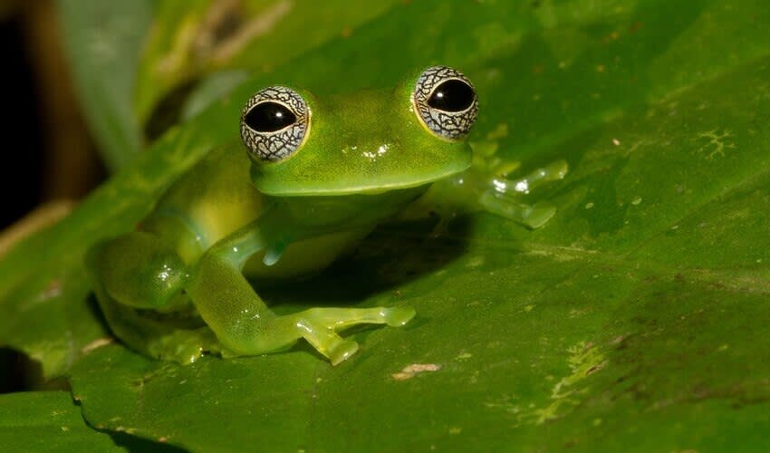 Centrolene – Giant glass frogs: facts, distribution & population | BioDB