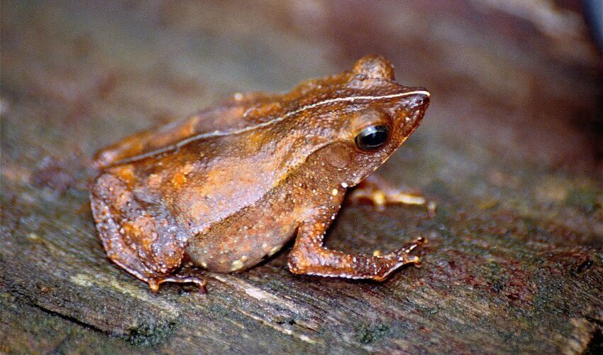 Bufonidae – True toads: facts, distribution & population | BioDB