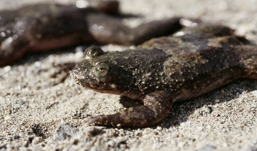 Barbourula – Jungle toads: facts, distribution & population | BioDB