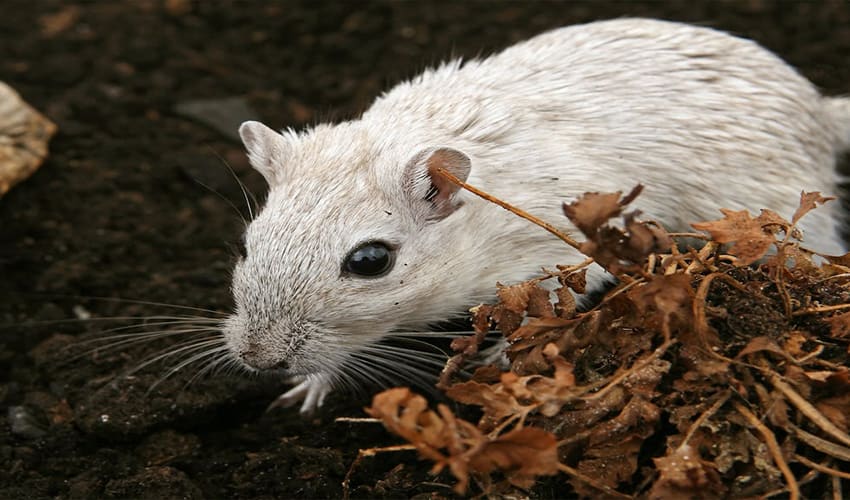 Muridae - Murids: facts, distribution & population | BioDB