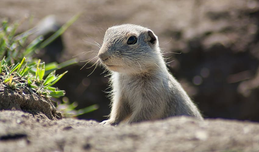Geomyidae – Gophers: facts, distribution & population | BioDB