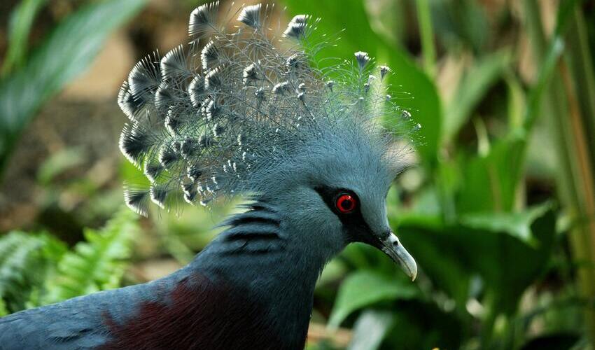 Columbidae - Pigeons & doves: facts, distribution & population | BioDB