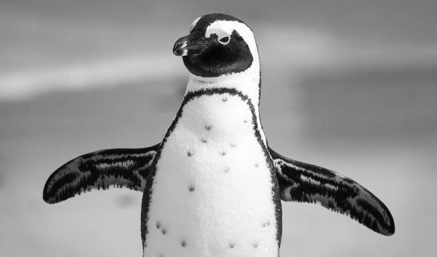 Spheniscidae - Penguins: facts, distribution & population | BioDB
