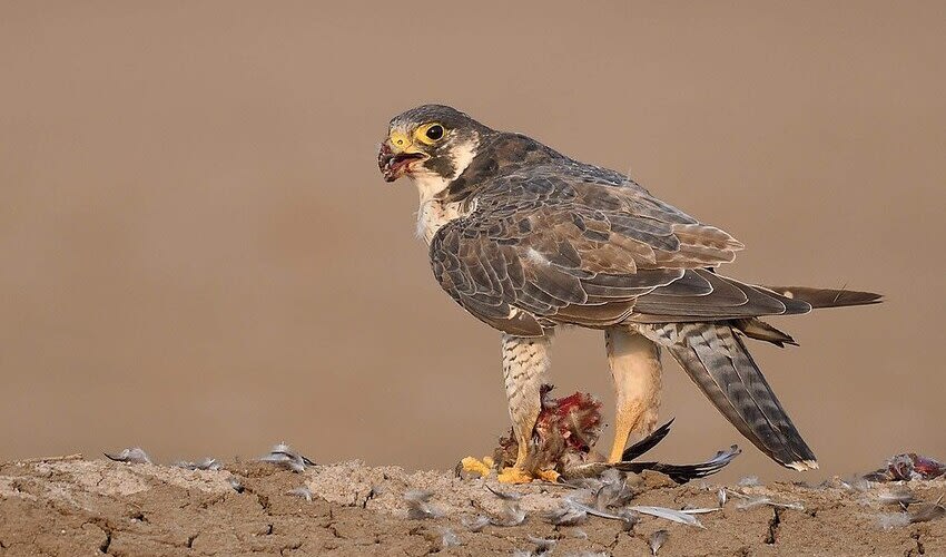Falconiformes – Falcons: facts, distribution & population | BioDB
