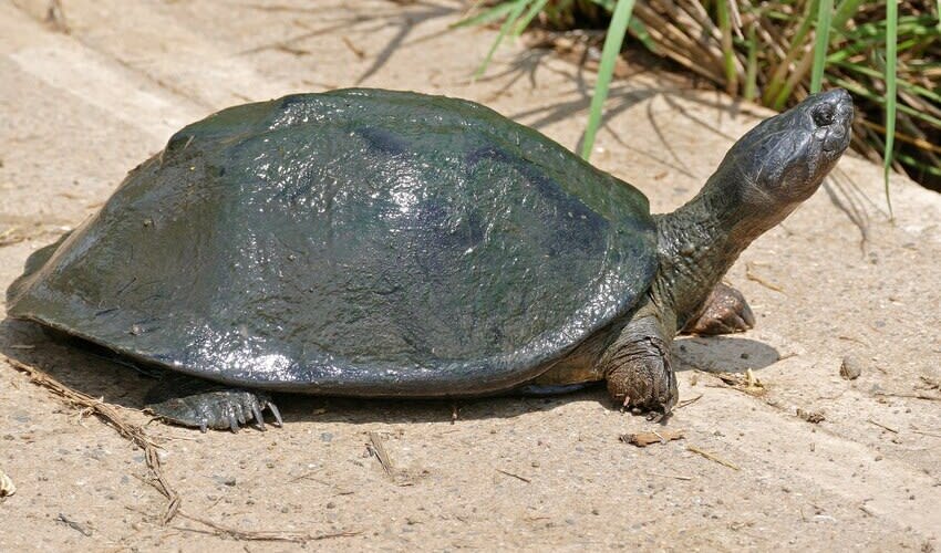 Pelomedusidae – African side-necked turtles: facts, distribution ...