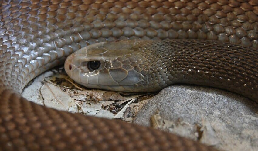 Elapidae – Elapids: facts, distribution & population | BioDB